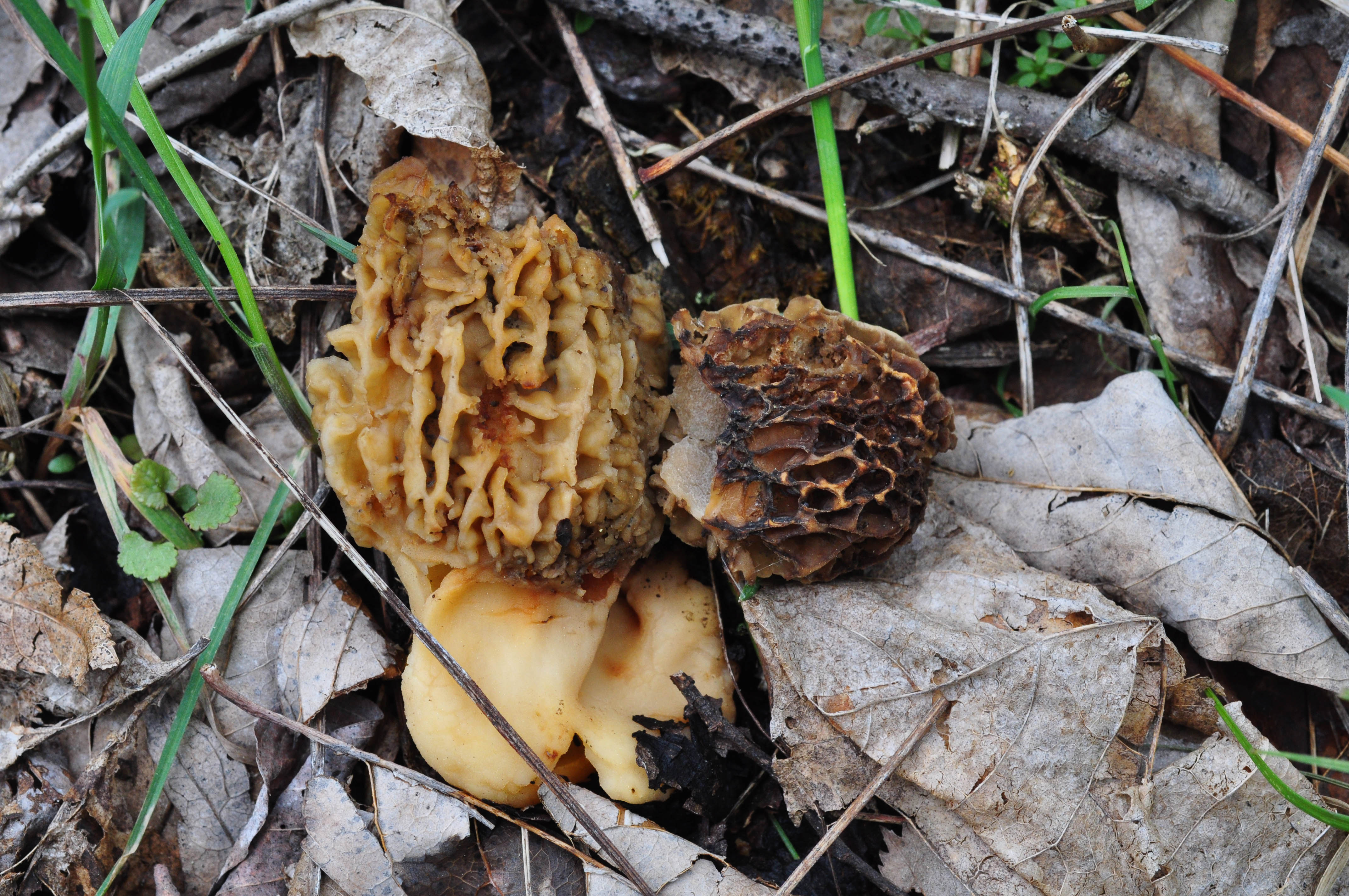 Biology, Bags, and Burritos: The Science Every Morel Hunter Should Know ...
