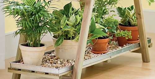 Houseplants: More Than Just A “Pretty Face” – Wildly Curious.